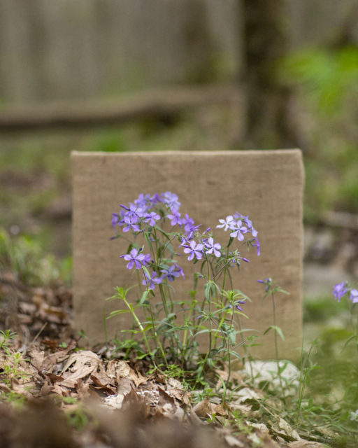 Wildflowers of Missouri – Flourish Magazine